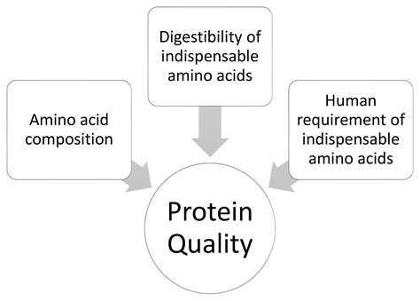 Protein Quality Definition At Max Renwick Blog