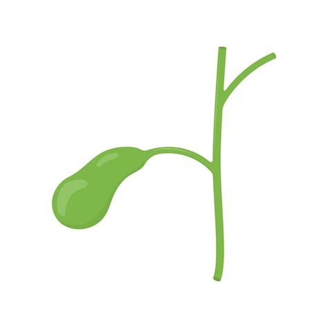 담낭 평면 벡터 일러스트 레이 션 흰색 배경에 고립 프리미엄 벡터