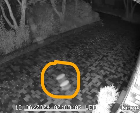 insects triggers person alarm r reolinkcam