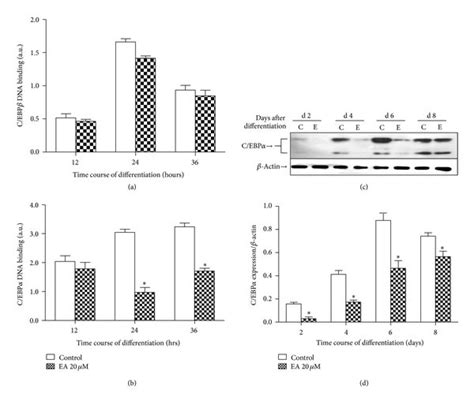 ea inhibits differentiation induced c ebpα dna binding activity and its