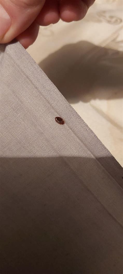Wife Has Just Been Bit By This Bed Bug Or Something Else Rwhatsthisbug