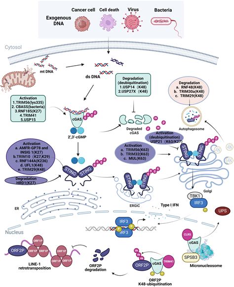 Frontiers | The role of cGAS-STING pathway ubiquitination in innate ...