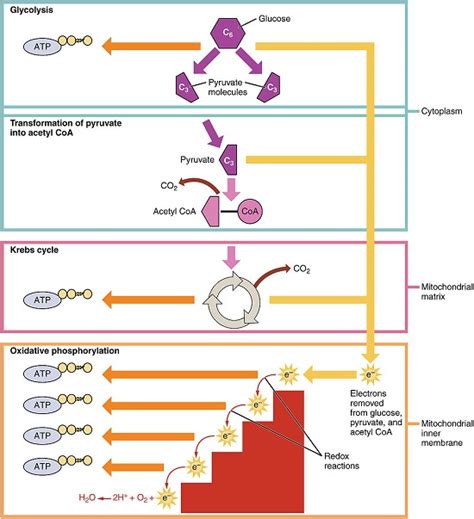 Difference Between Glucose And ATP Glucose Vs ATP