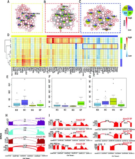 Hub Alternative Splicing Genes Revealed By Weighted Correlation Network Download Scientific