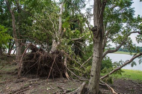 The Tree Was Destroyed By The Storm S Intensity Stock Image Image Of Leaf Otto 101518365