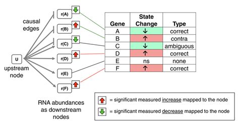 An Example Hypothesis Network Target Nodes Are Counted As Correct If