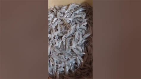 Mga Maliliit Na Ulang Sa Ilog Youtube