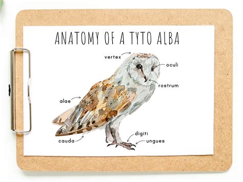 Owl Anatomy Of An Owl Homeschool Printable Montessori Resource Anatomy