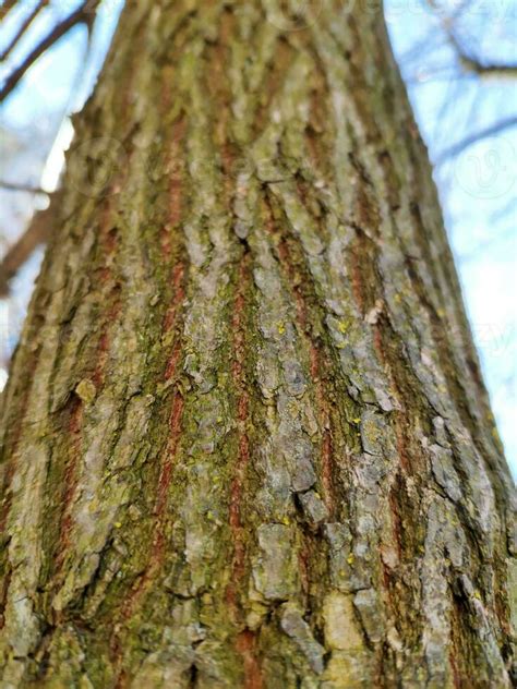 Bark Pattern Close View Natural Forest Background Stock Photo At Vecteezy