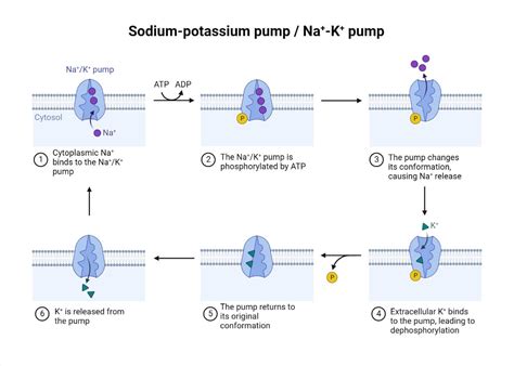 Sodium Potassium Pump Cycle Physiology Eclinpath