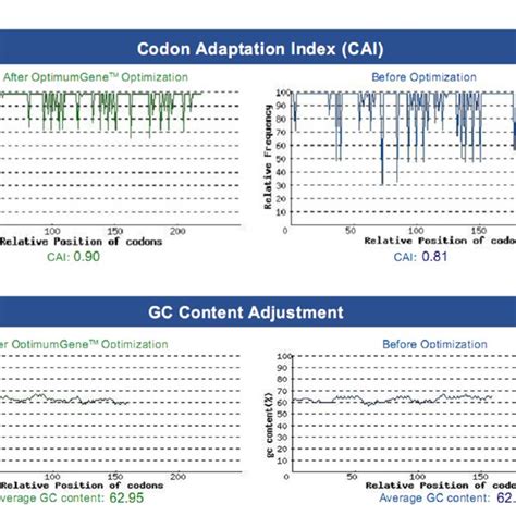 A Codon Usage Analysis Of Wild Type And Optimized Construct Gene For