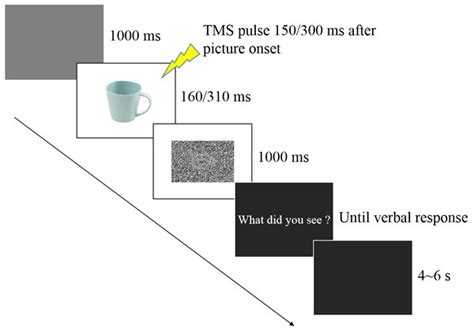 Gender Dimorphic M Excitability During Emotional Processing A Transcranial Magnetic