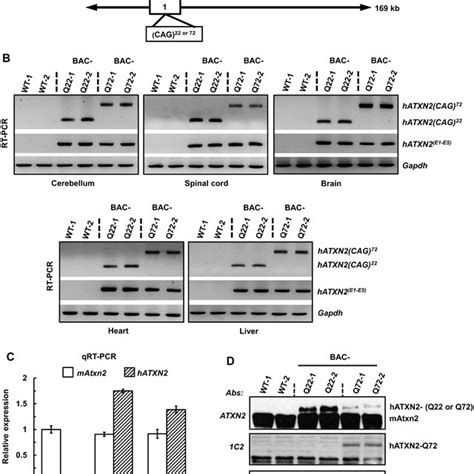 Generation Of A Bac Sca2 Transgenic Mouse Model A Schematic