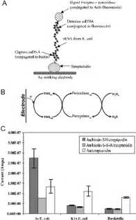 A Diagram Of The Modi Fi Ed Electrode At The Amperometric Detection