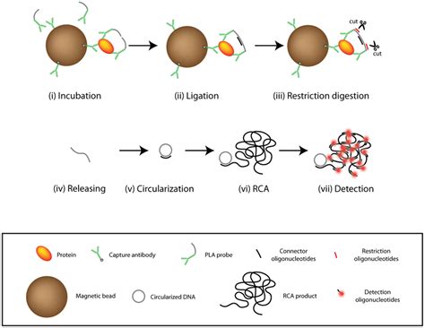 Schematic Illustration Of Protein Detection By Using Pla With Digital Download Scientific