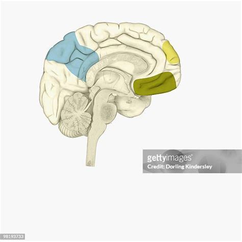 Prefrontal Cortex Photos And Premium High Res Pictures Getty Images