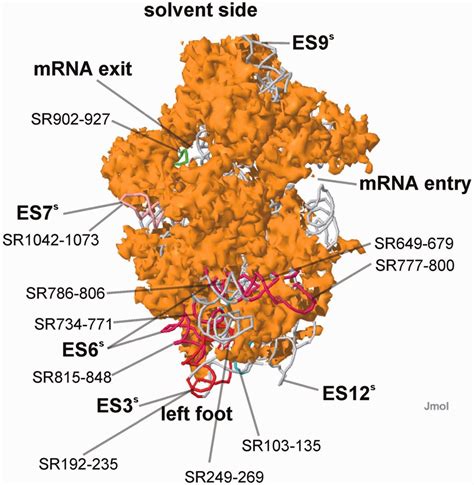The Yeast 18s Rrna Sticky Regions Set In The Context Of The Crystal Download Scientific Diagram