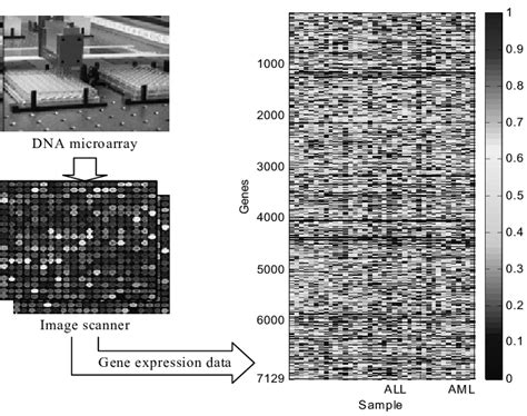 General Process Of Acquiring The Gene Expression Data From DNA Microarray Download Scientific
