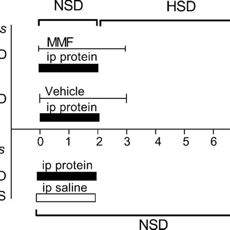 Diagram Of The Experimental Protocol Experimental Groups Received Download Scientific Diagram