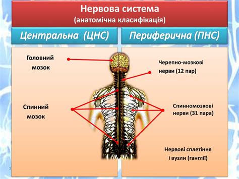Спинний мозок Online Presentation