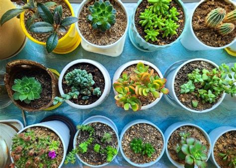 5월2일 오늘일기 다육이 입양 다육 초보 네이버 블로그 5월2일 오늘일기 다육이 입양 다육 초보 네이버 블로그