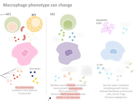Schaubild „macrophage Differentiation“ Quizlet