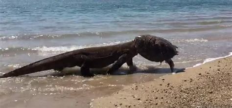 Komodo Dragon Eats Turtle Then Wears Its Shell Like A Hat