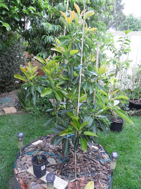 Forum Lamb Hass Avocado