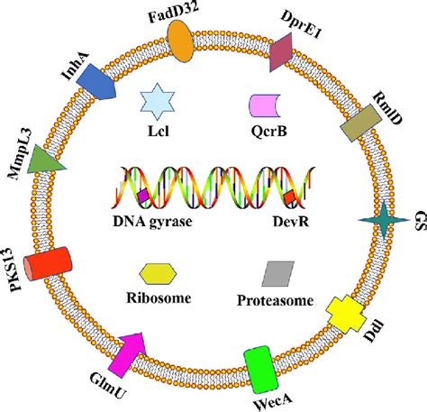 Diagrammatic Representation Of Mtb Targets Within The Cell Structure