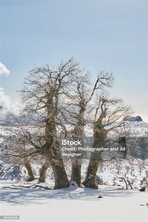 시에라 데 라스 니에베스의 눈 바위 밝은 태양에 얼어 붙은 얼음 오크 나무 0명에 대한 스톡 사진 및 기타 이미지 0명 1월 겨울 Istock