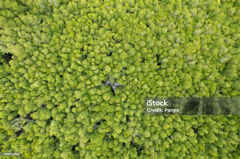 숲나무 열대우림 생태계의 놀라운 풍부한 맹그로브 숲 공중보기와 녹색 나무 숲의 건강한 환경 배경 질감 은 높은 각도보기 0명에 대한 스톡 사진 및 기타 이미지 Istock