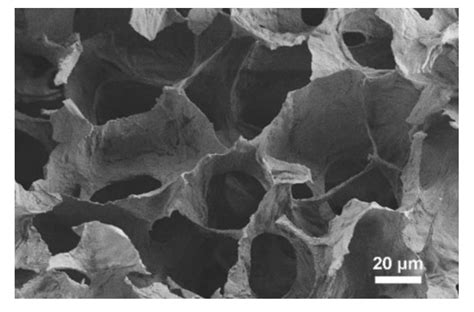 Micrograph Prepared Of Chitosan Hydrogel Structure Cross Linked With Download Scientific