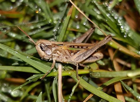 Grasshopper Slant Faced Grasshopper Free Photos Uihere