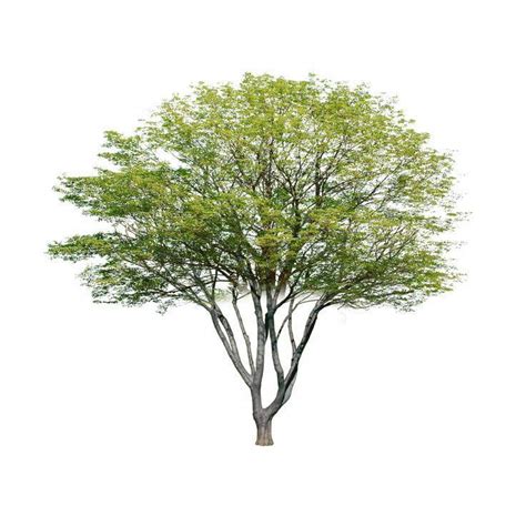 PhotoshopArchitecture Tree Plan Photoshop Tree Photoshop Landscape Design
