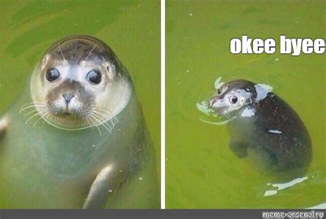 Create Meme Seal Meme Tylenol Pictures Of Seals Cool Pictures