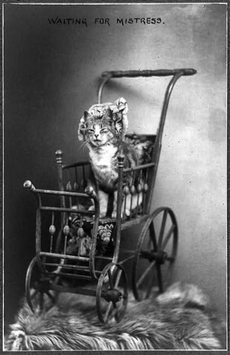 15 Vintage Cat Photos That Prove People Have Always Loved Them Whizzpast