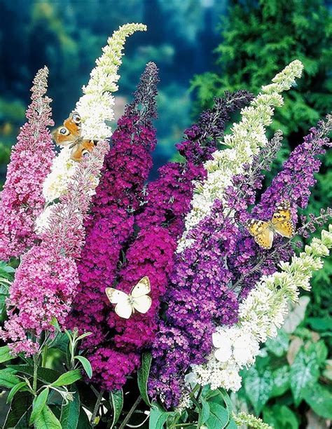 Buddleia Davidii Butterfly Bush Mix