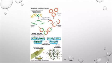 Genetically Modified Organisms Pptx