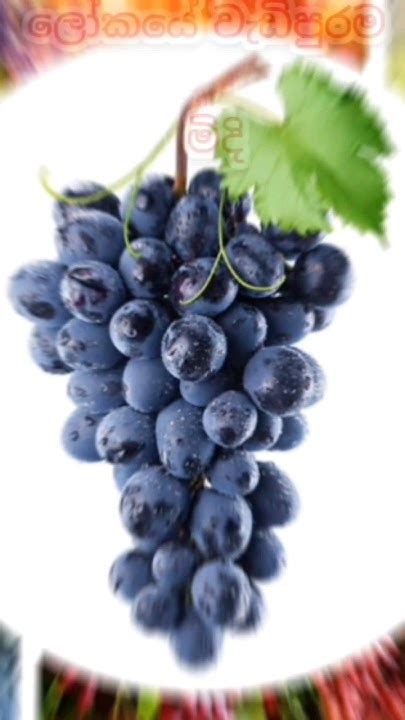 ලෝකයේ වැඩිපුරම මිදි නිෂ්පාදනය කරන රටවල් 10 🍇🍇🍇 Knowledgeshorts Trendingvideo Youtube