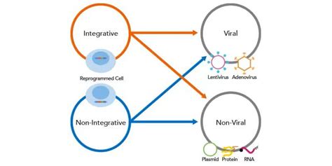 诱导性多能干细胞 iPSC Bio Techne