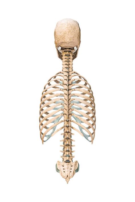 Axial Skeleton Labeling