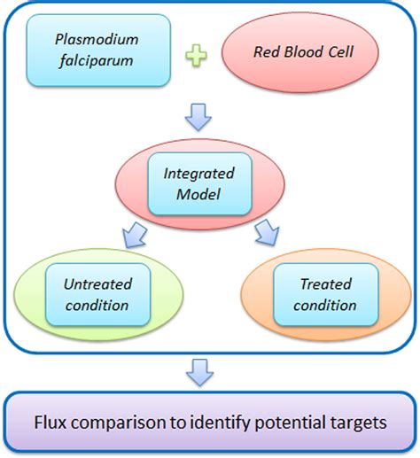 Identifying Antimalarial Drug Targets By Cellular Network Analysis Intechopen
