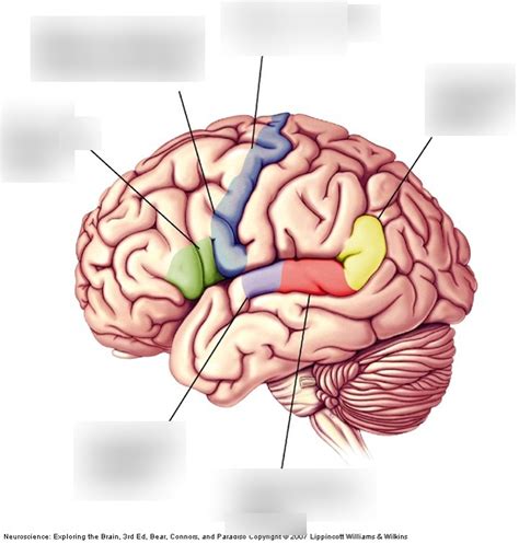 Angular Gyrus