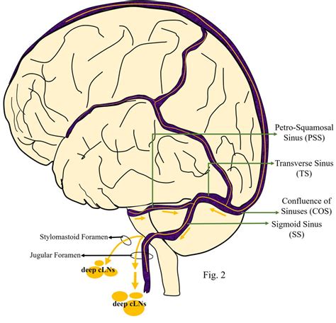 Meningeal Lymphatic Vessels Their Morphology Location And Clinical