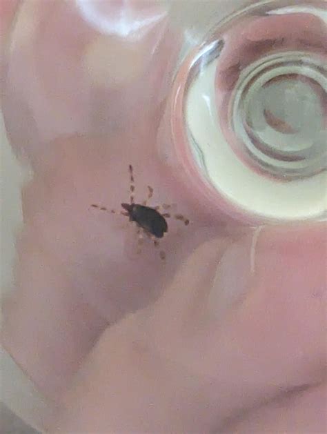 Is This An Assassin Bug Md Rwhatsthisbug