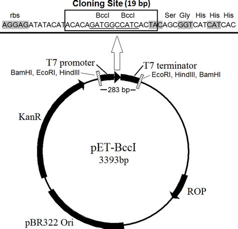 Protein Vector At Collection Of Protein Vector Free
