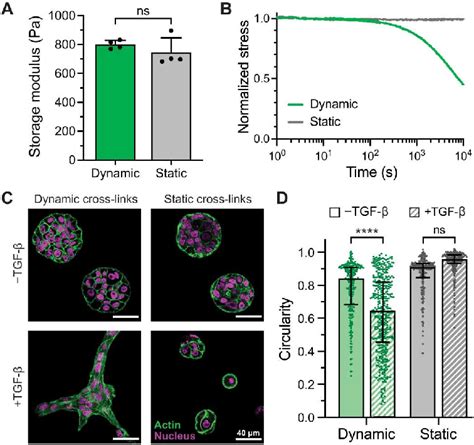 Dynamic Covalent Cross Links Enable Breast Cancer Cell Invasion Upon