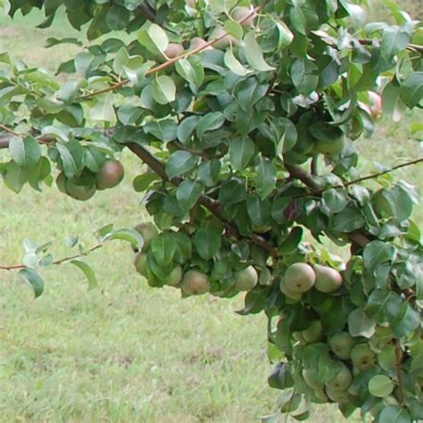 Pear Object Detection Dataset By Asssignment