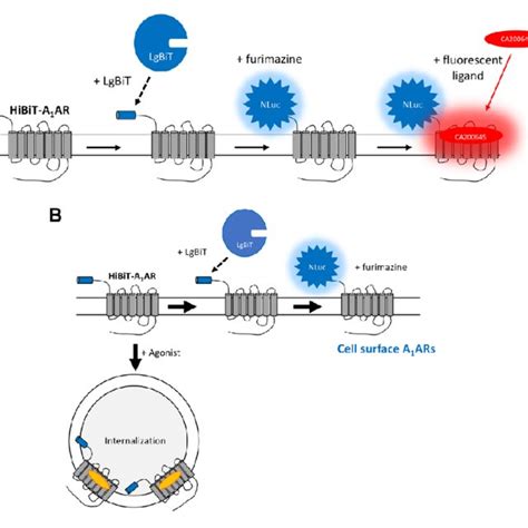 Pdf Nanobit Complementation To Monitor Agonist Induced Adenosine A 1
