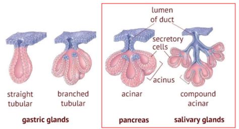 Regulation Of The GIT Secretion Flashcards Quizlet